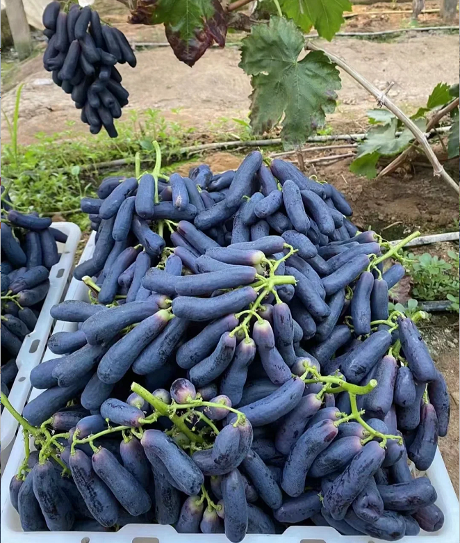Sweet Sapphire Grape Seeds – gooob